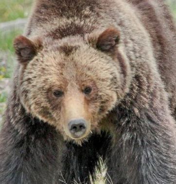Favorite nonprofits that protect the Earth – Richard J. Severson